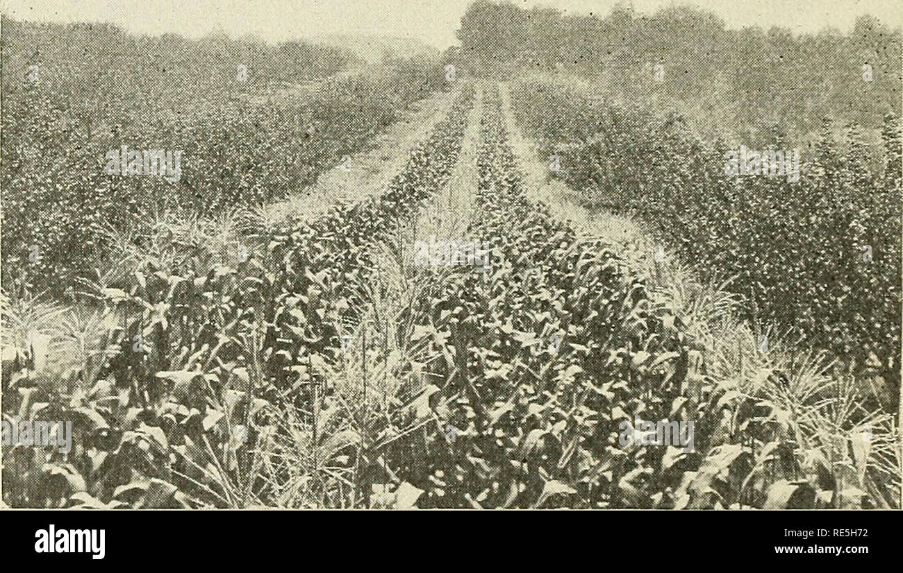 Every corn plant is both male and female hi-res stock photography and ...