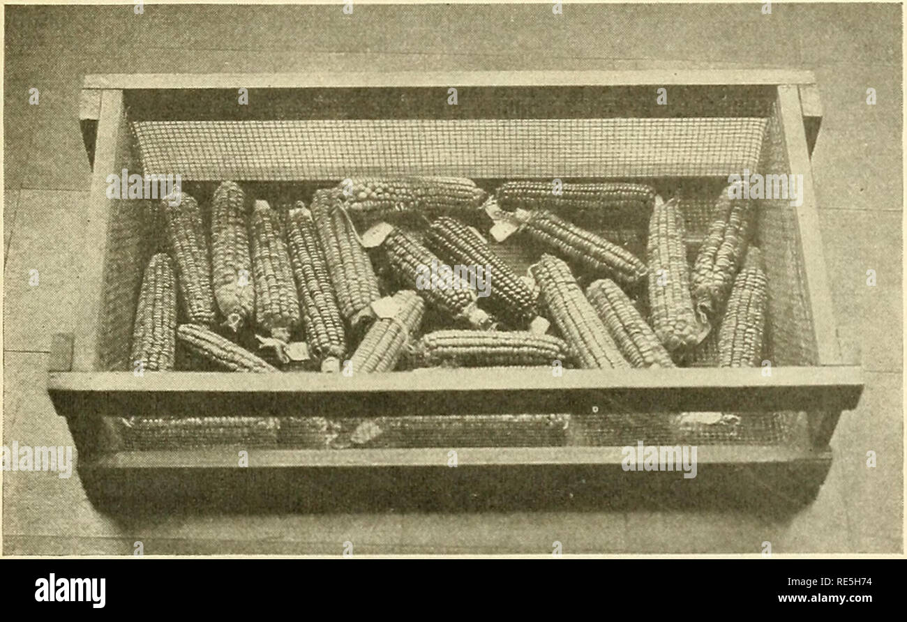 . Crossed sweet corn. Sweet corn; Hybrid corn. The TecJmique of Hand ...