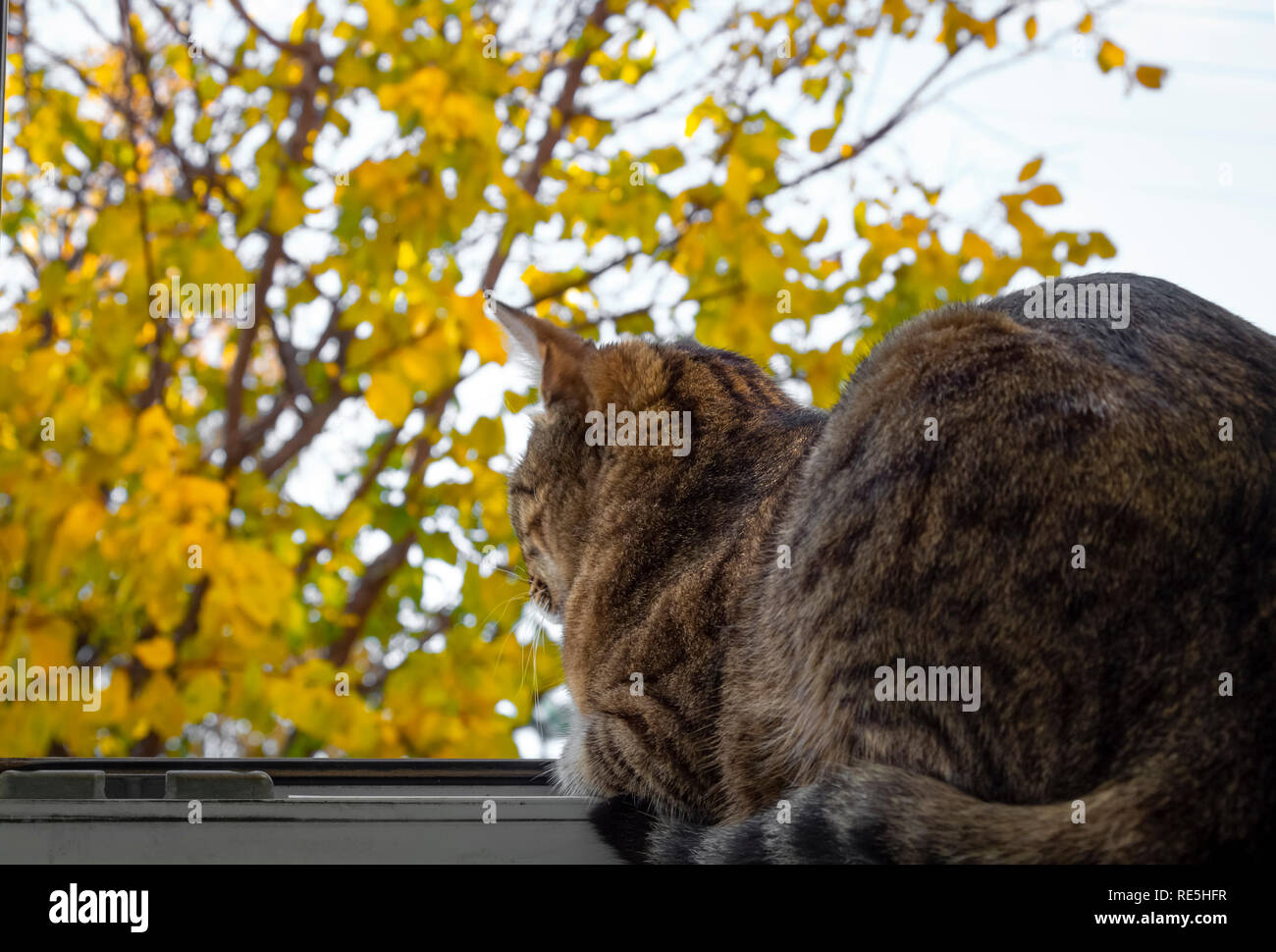 A young cat sits on the windowsill and looks out the window Stock Photo ...