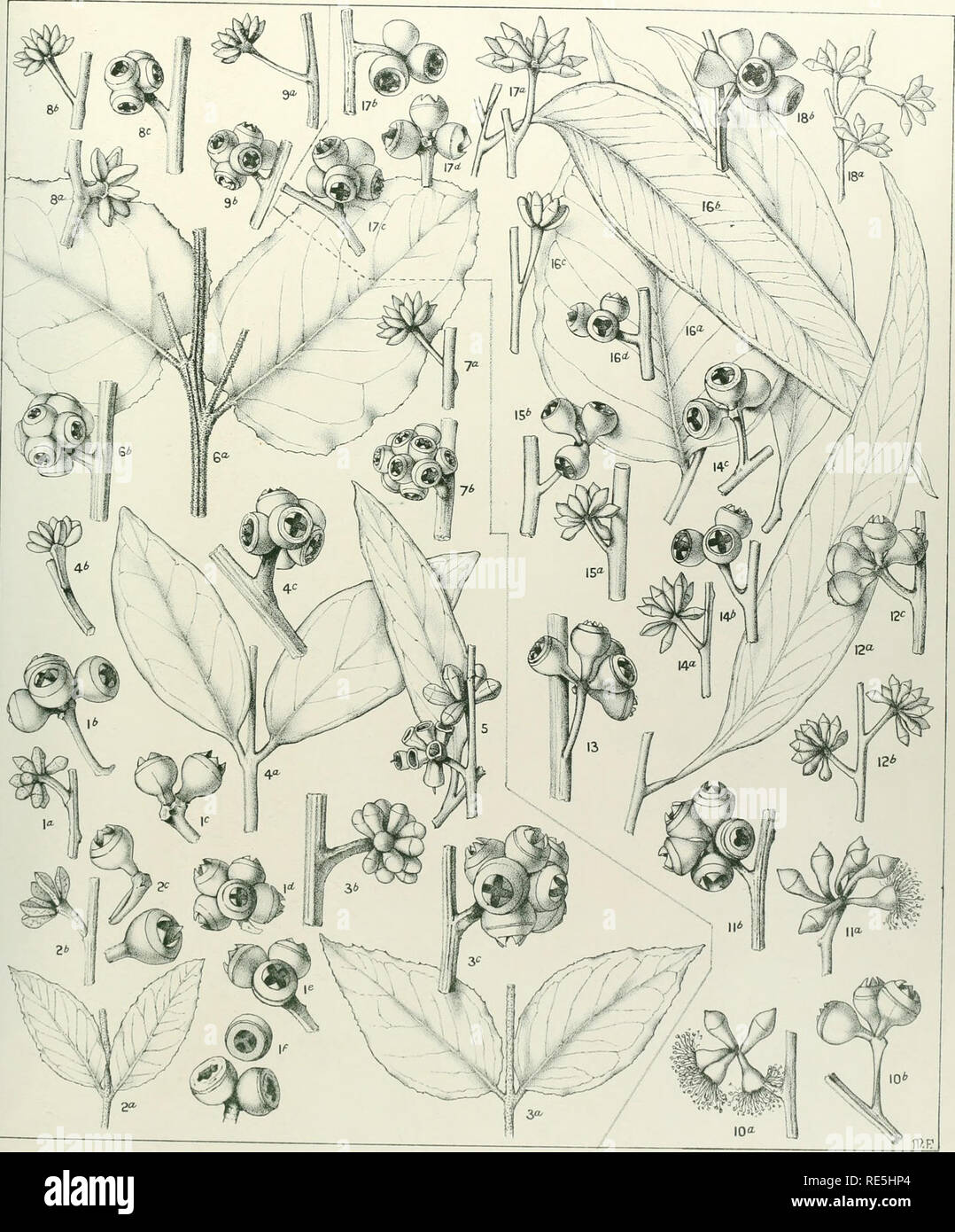 . A critical revision of the genus Eucalyptus. Eucalyptus. Crit. Rev ...