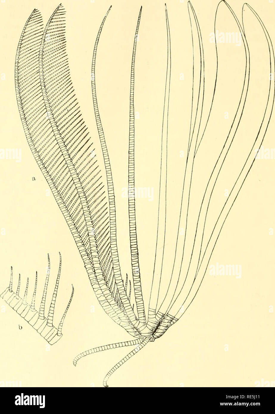 . The crinoids of the Indian Ocean. Crinoidea. 126 KCHINODEEMA OF THE ...