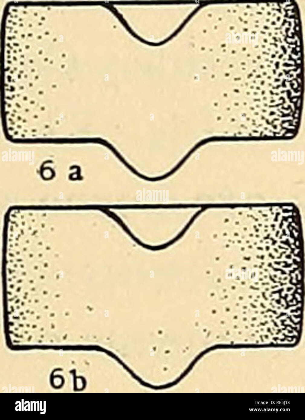 Dorsal faces hi-res stock photography and images - Alamy