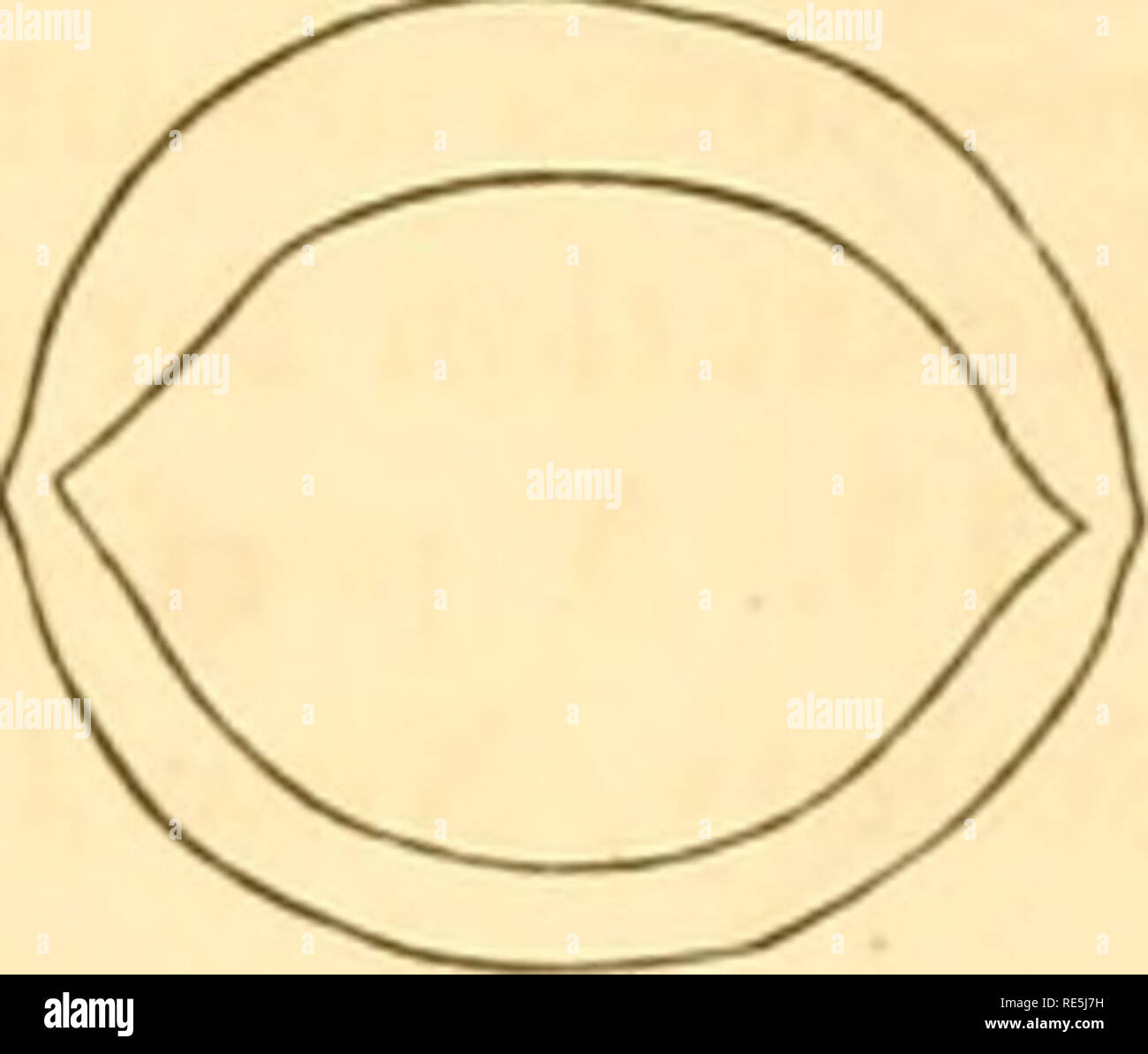 Fossil outlines hi-res stock photography and images - Alamy