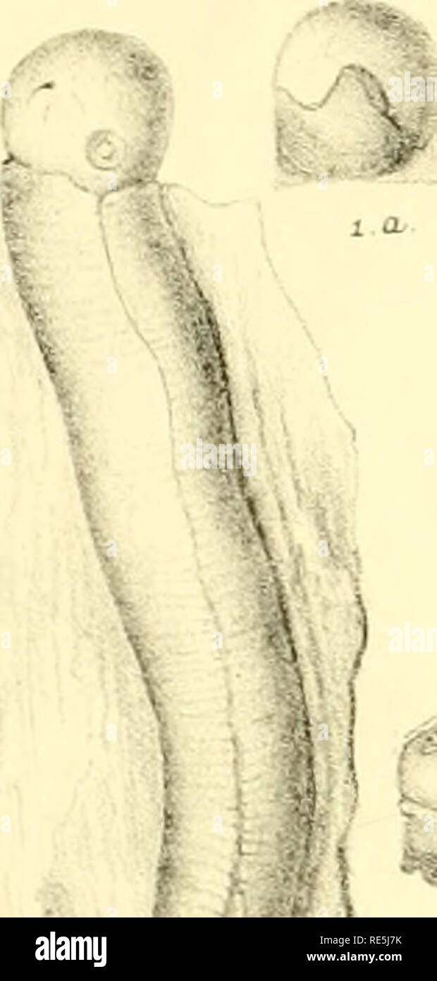 . Cretaceous fauna of southern India. Paleontology; Paleontology. Geol ...