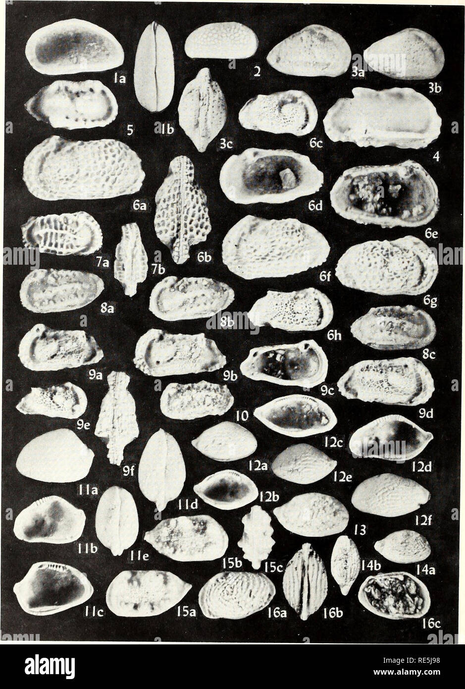 . Cretaceous Ostracoda from wells in the southeastern United States ...
