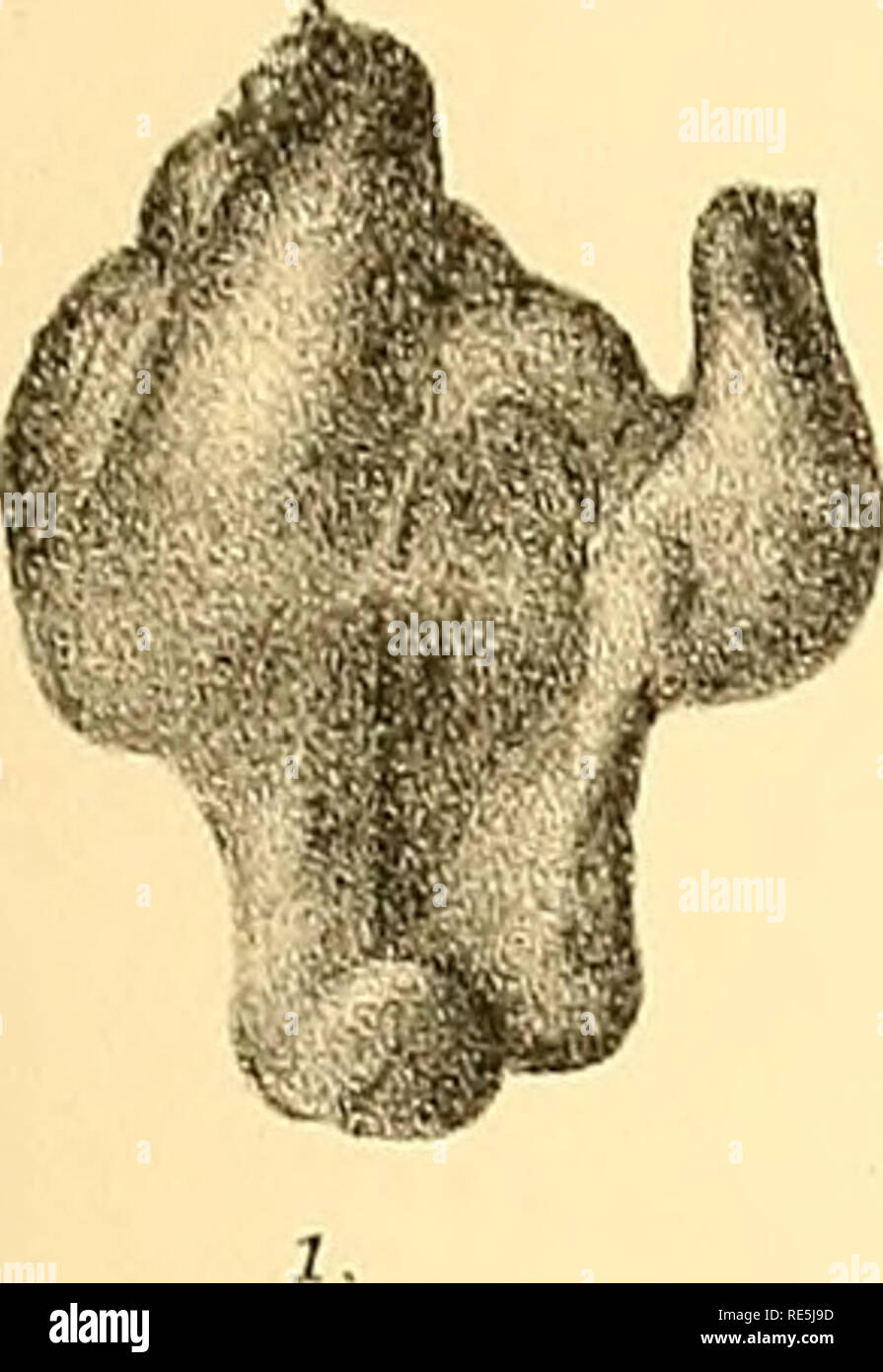 . Cretaceous fauna of southern India. Paleontology; Paleontology. Geol ...