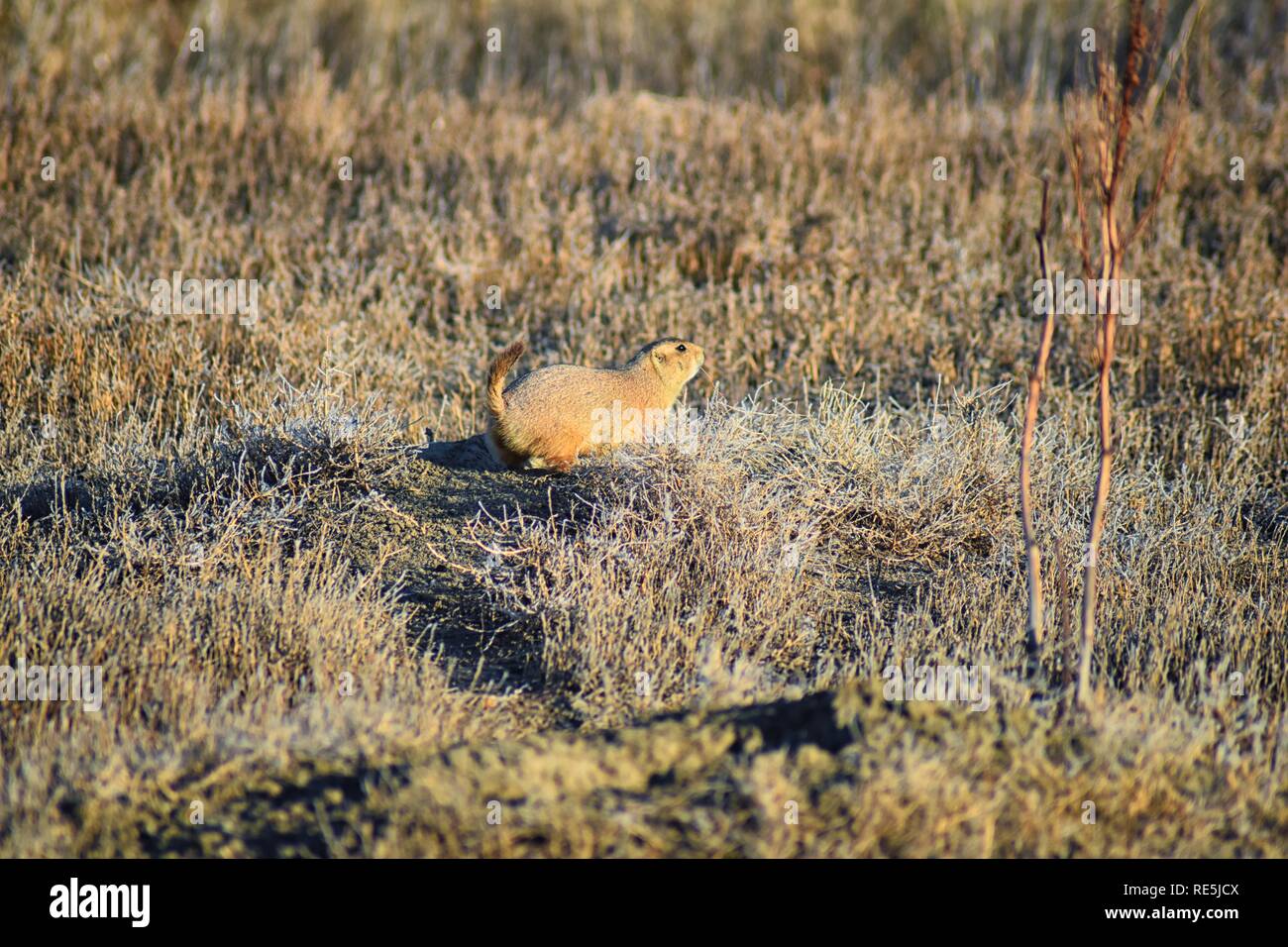 Prairie Dog (genus Cynomys ludovicianus) Black-Tailed in the wild ...