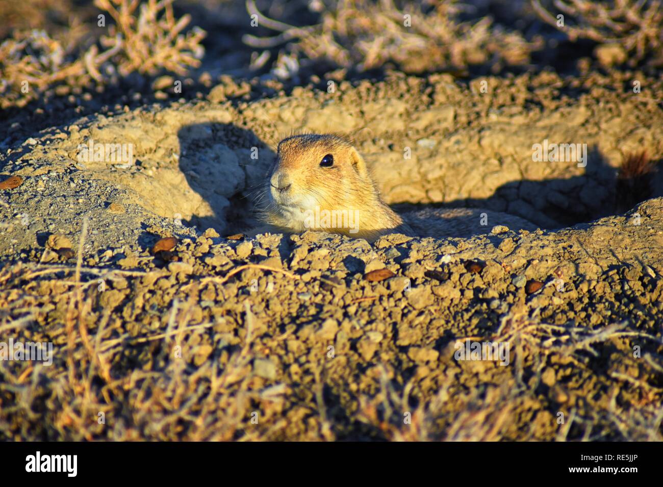 Prairie Dog (genus Cynomys ludovicianus) Black-Tailed in the wild ...