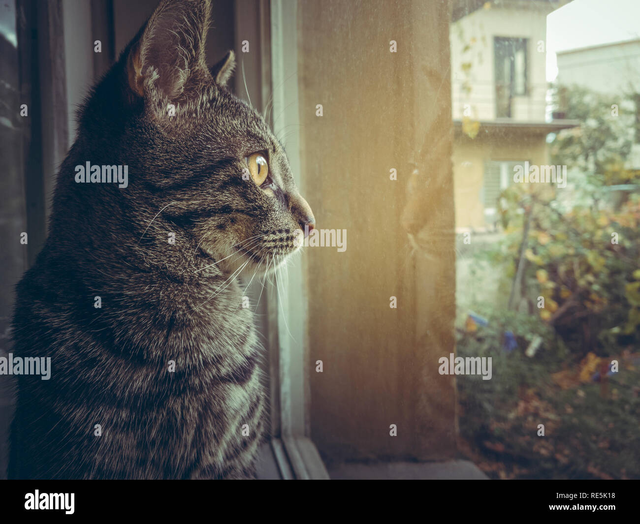 Side face of a grey tabby European cat looking through the window Stock ...
