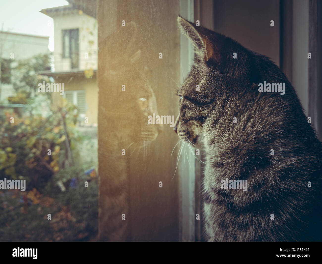 Side face of a grey tabby European cat looking through the window Stock ...