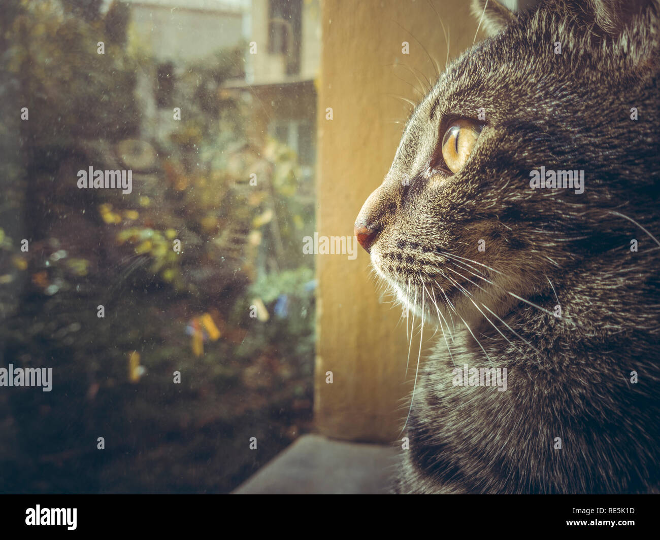 Closeup portrait of a curious grey tabby European cat looking outside ...