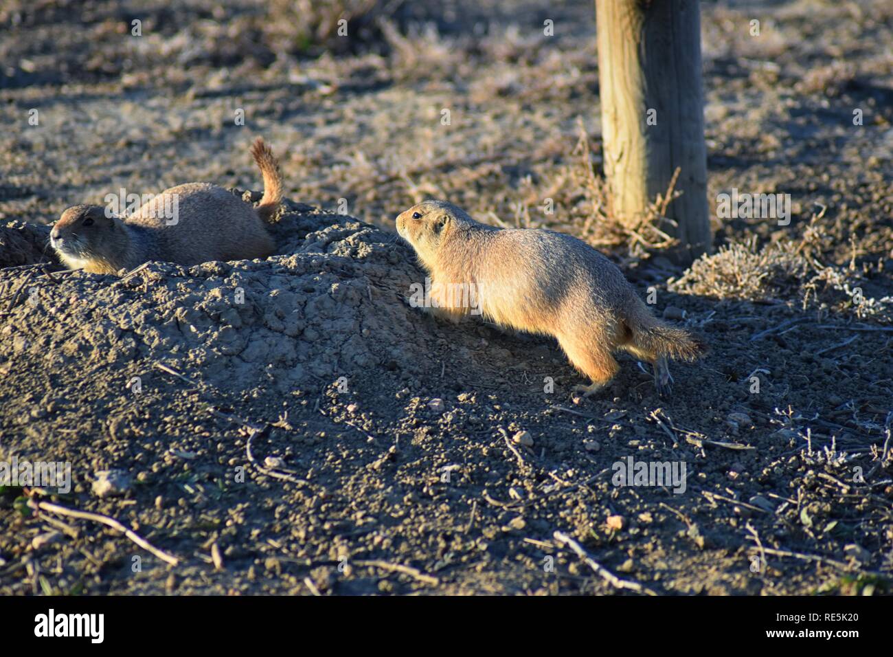 Prairie Dog (genus Cynomys ludovicianus) Black-Tailed in the wild ...