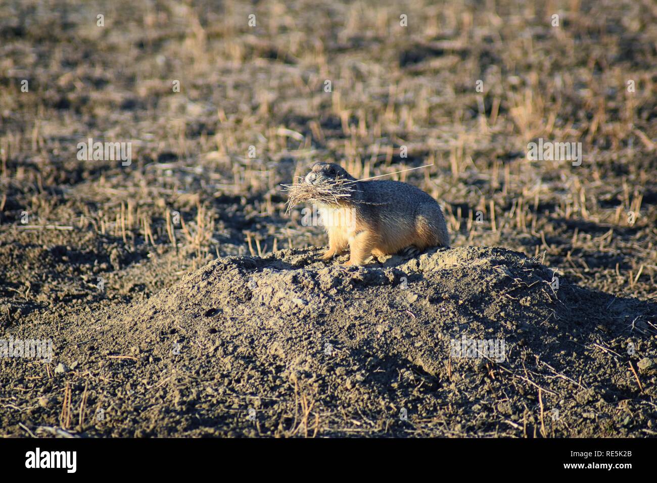 Prairie Dog (genus Cynomys ludovicianus) Black-Tailed in the wild ...