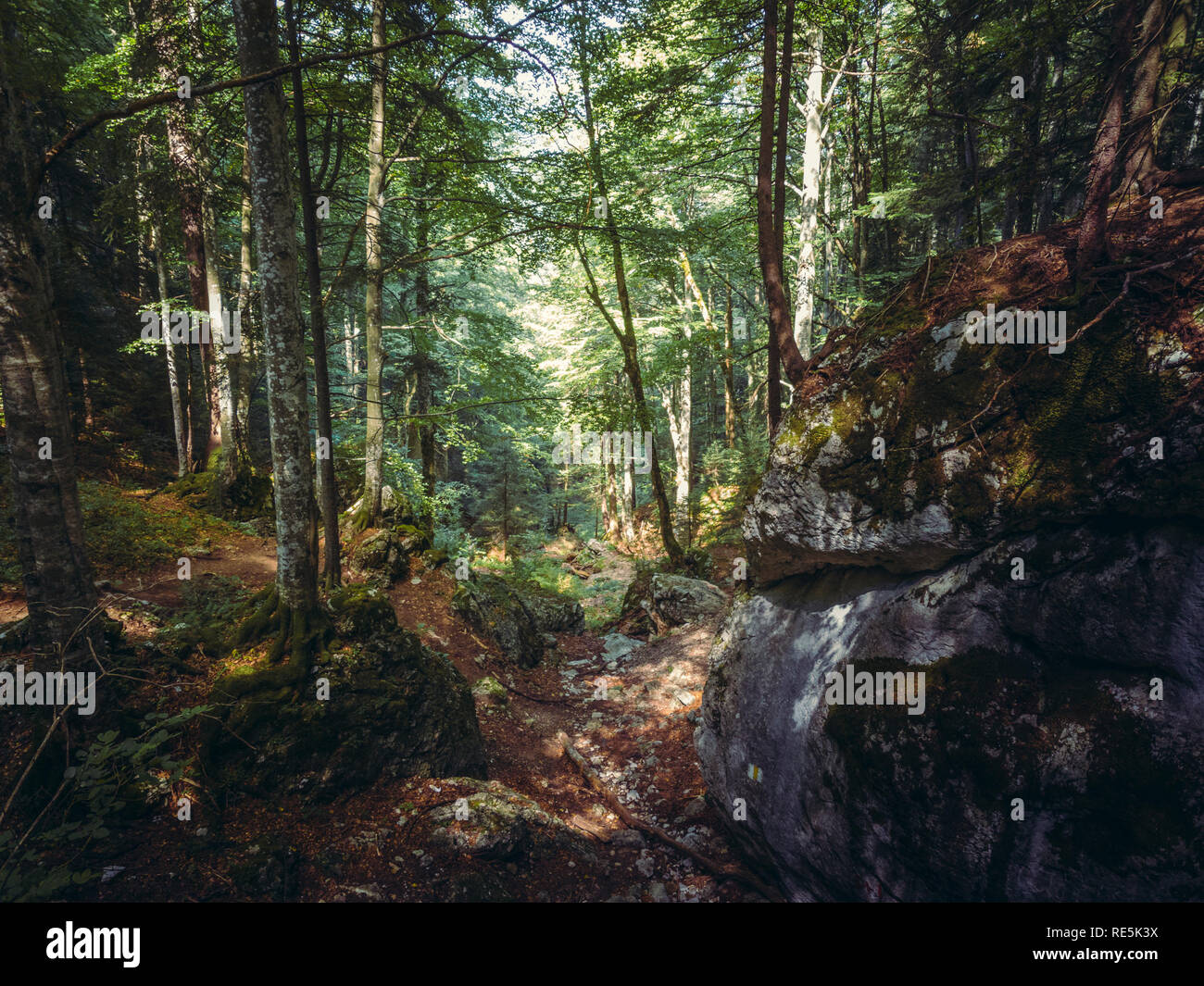 Moss scenery hi-res stock photography and images - Alamy