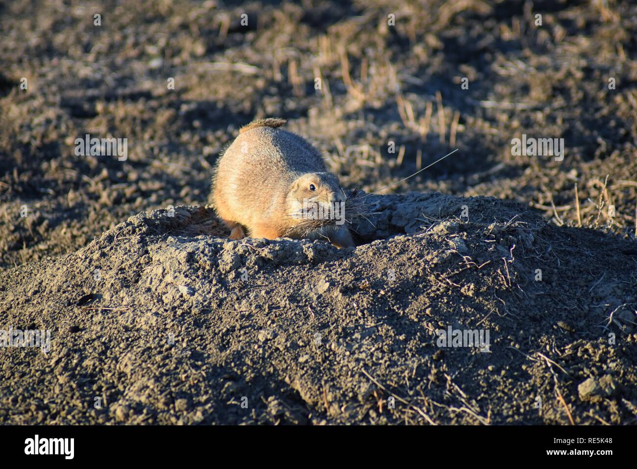 Prairie Dog (genus Cynomys ludovicianus) Black-Tailed in the wild ...