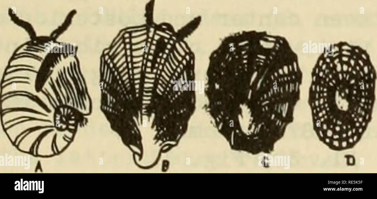 Acmaea testudinalis hi-res stock photography and images - Alamy