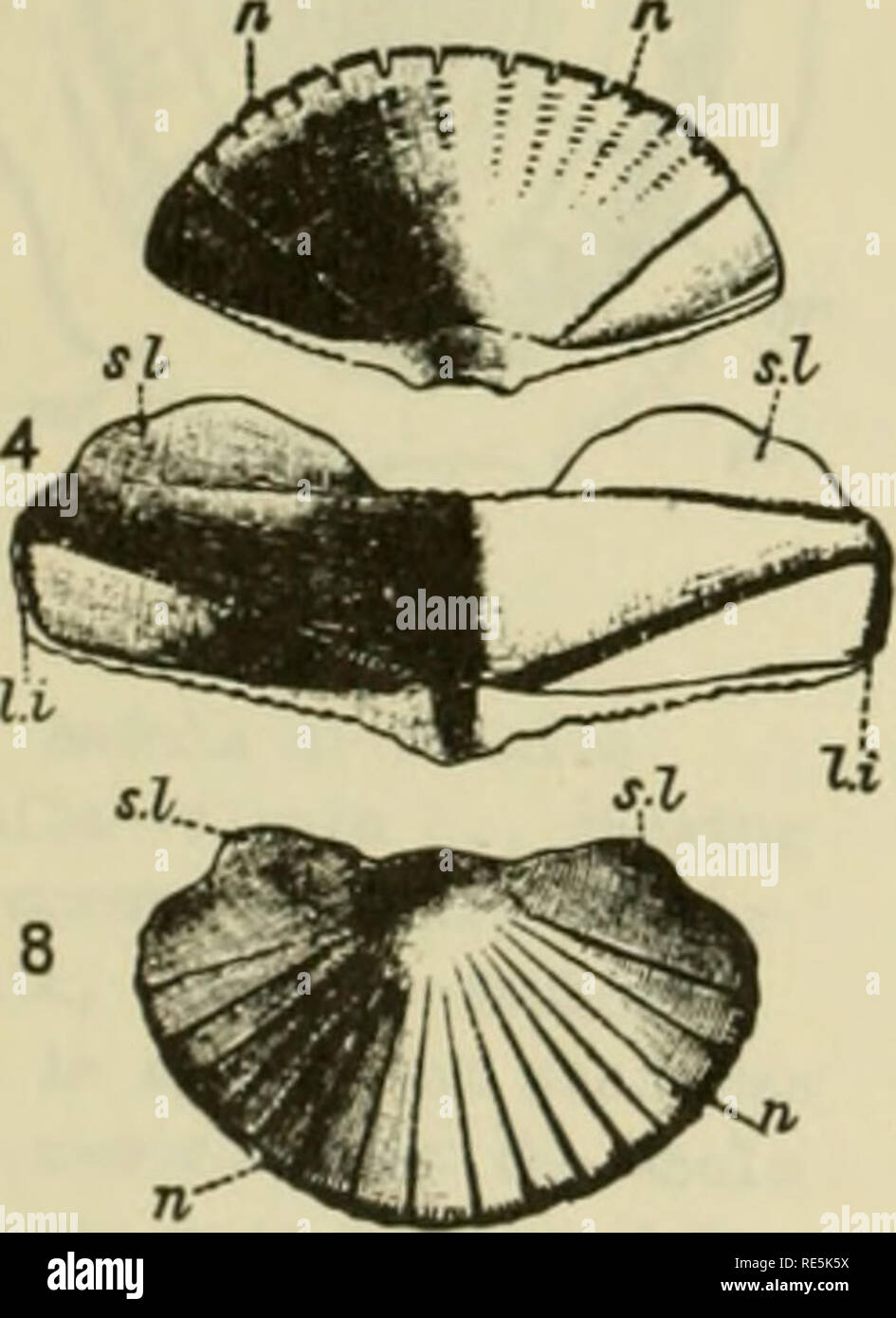 Mollusca drawings hi-res stock photography and images - Alamy