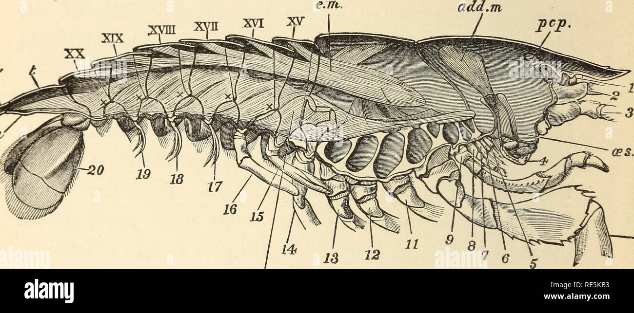 . The crayfish : An introd. to the study of zoology. --. Crayfish ...