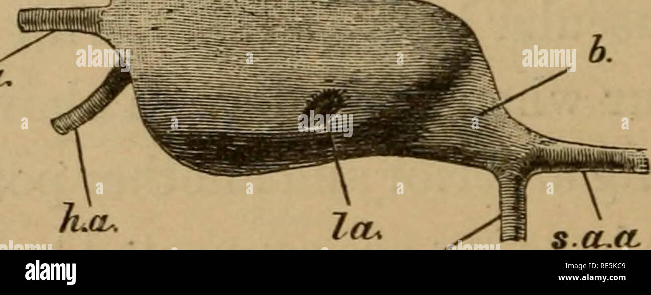 . The crayfish; an introduction to the study of zoology. Crayfish ...