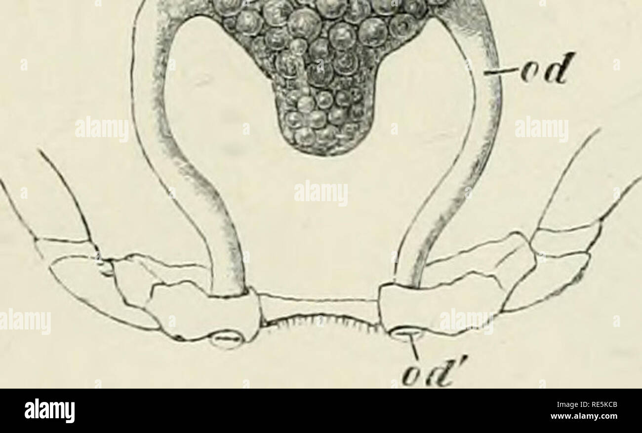 . The Crayfish : an introduction to the study of Zoology. THE OVARY AND ...