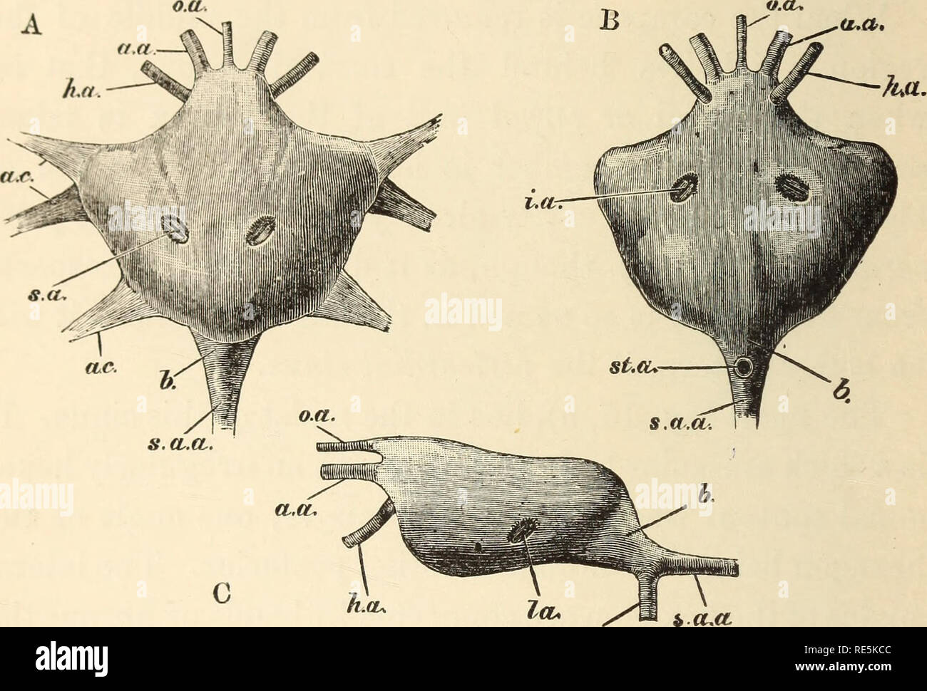 . The crayfish : An introd. to the study of zoology. --. Crayfish ...