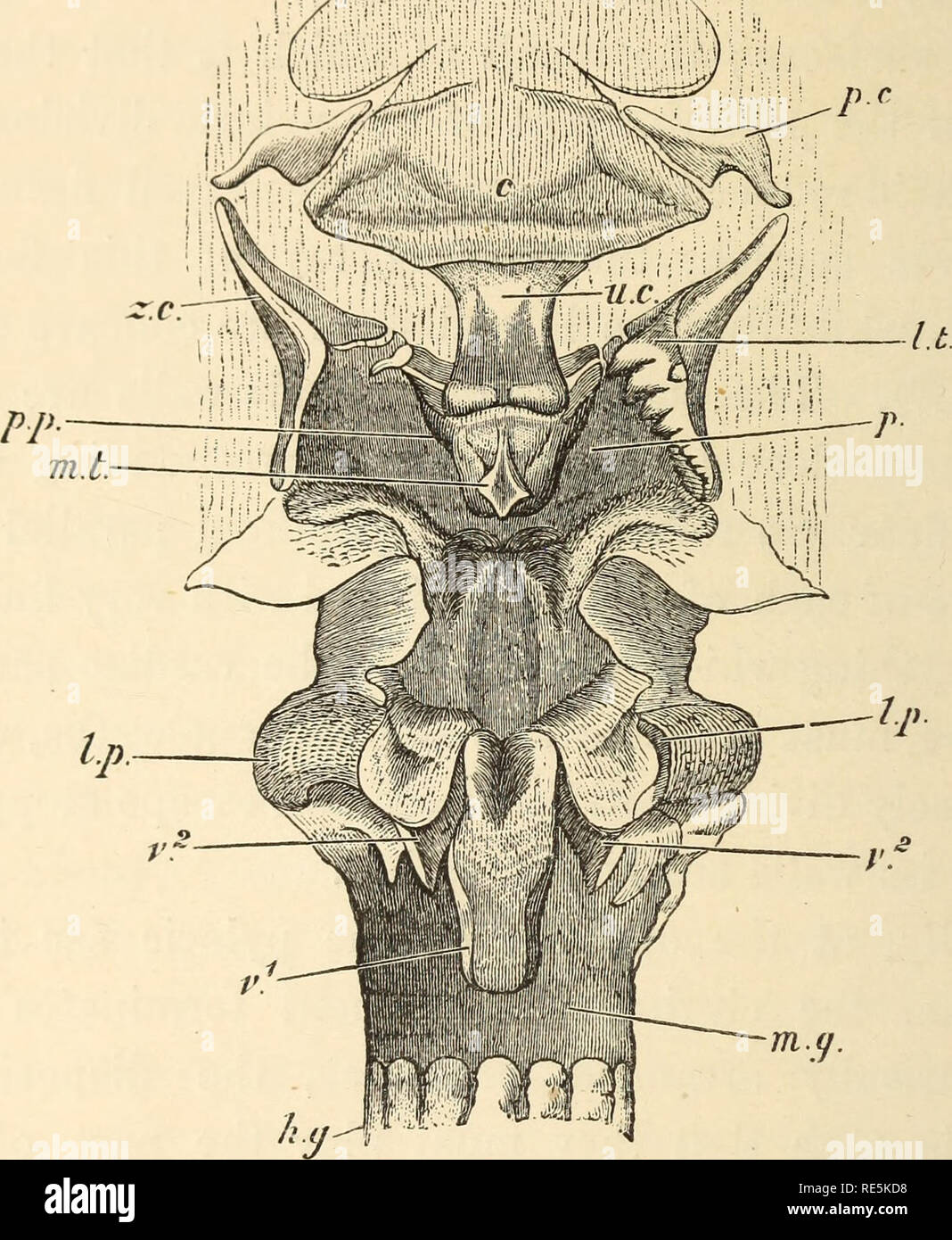 . The crayfish : An introd. to the study of zoology. --. Crayfish ...