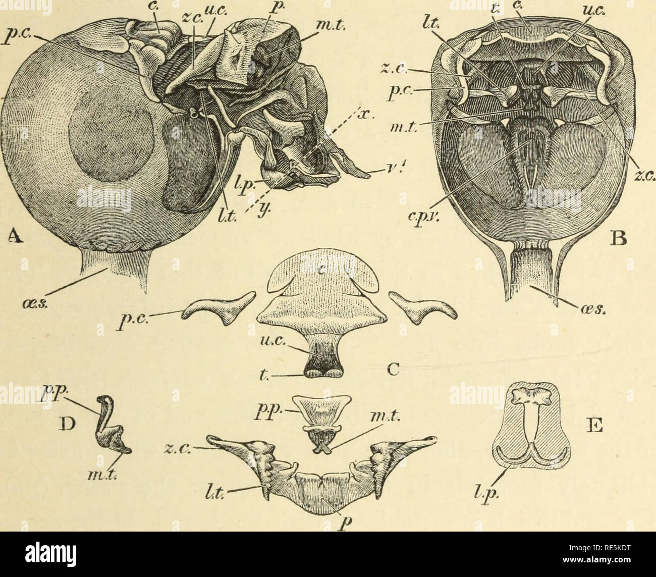 Complicated stomach hi-res stock photography and images - Alamy