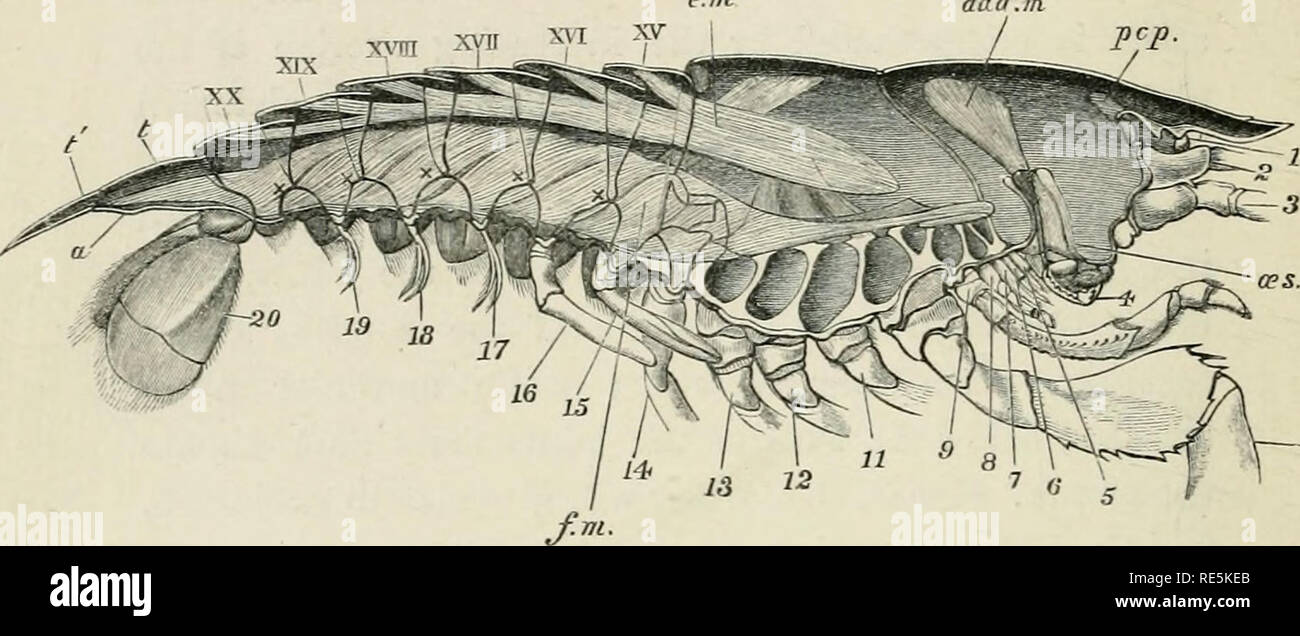 . The Crayfish : an introduction to the study of Zoology. ]()() THK ...