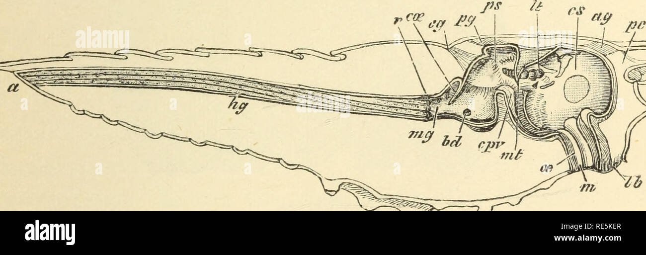 . The crayfish : An introd. to the study of zoology. --. Crayfish ...