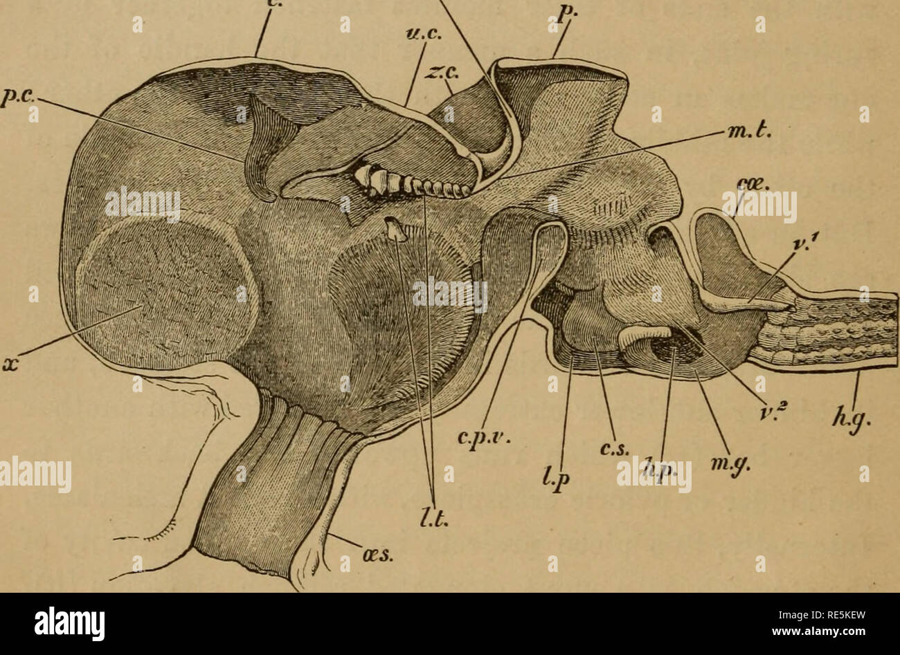 . The crayfish; an introduction to the study of zoology. Crayfish ...