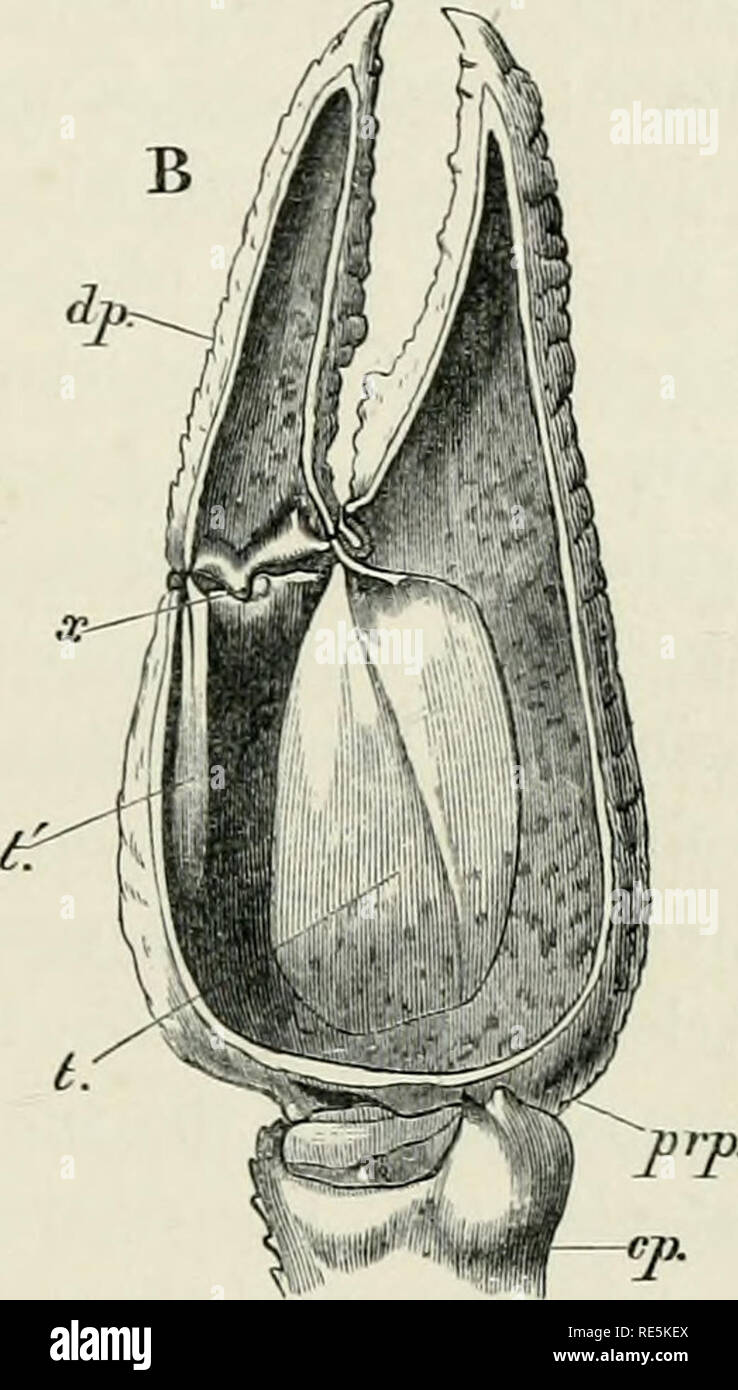 . The Crayfish : an introduction to the study of Zoology. . Fig. 20 ...