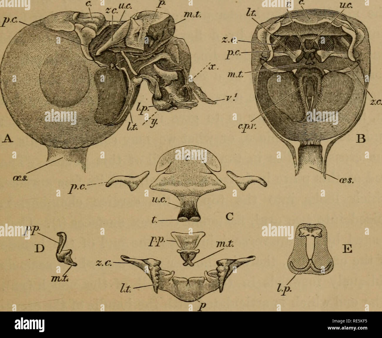 Crayfish Gastric Mill