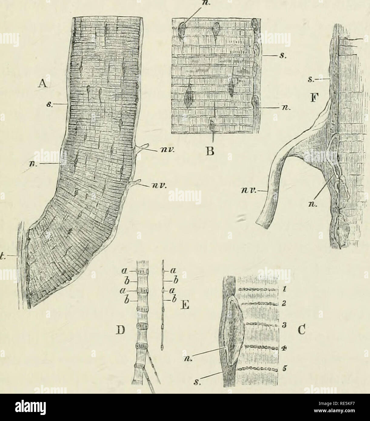 Muscle fibre transverse hi-res stock photography and images - Alamy