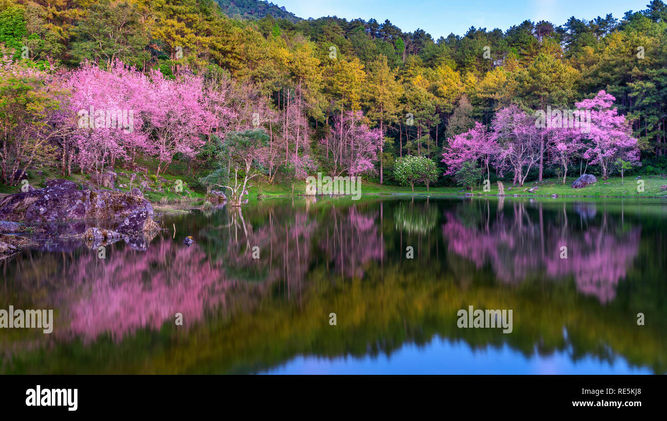 Beautiful cherry blossoms trees blooming in spring Stock Photo - Alamy