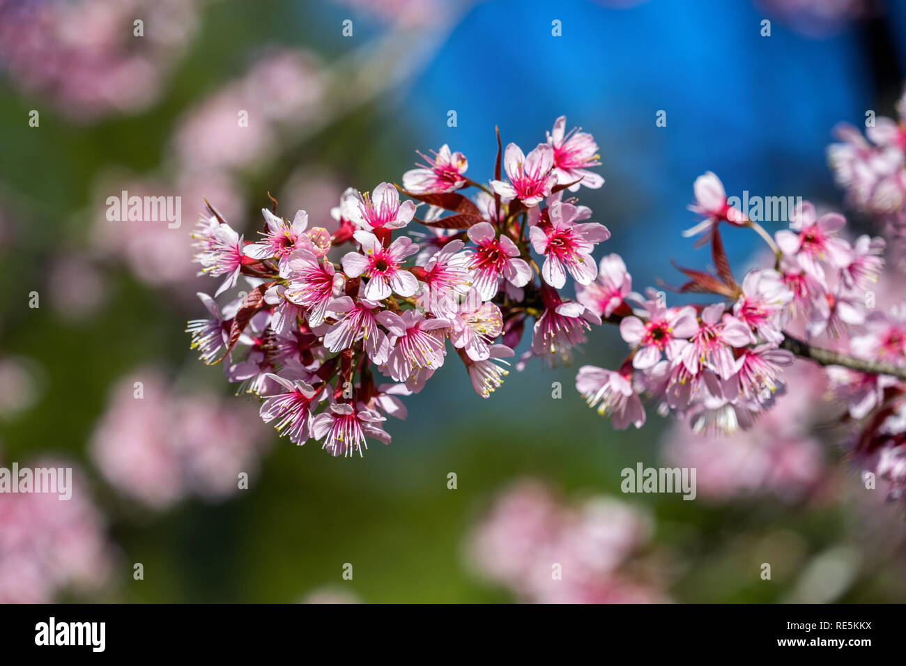 Cherry blossoms sakura full bloom in spring Stock Photo - Alamy