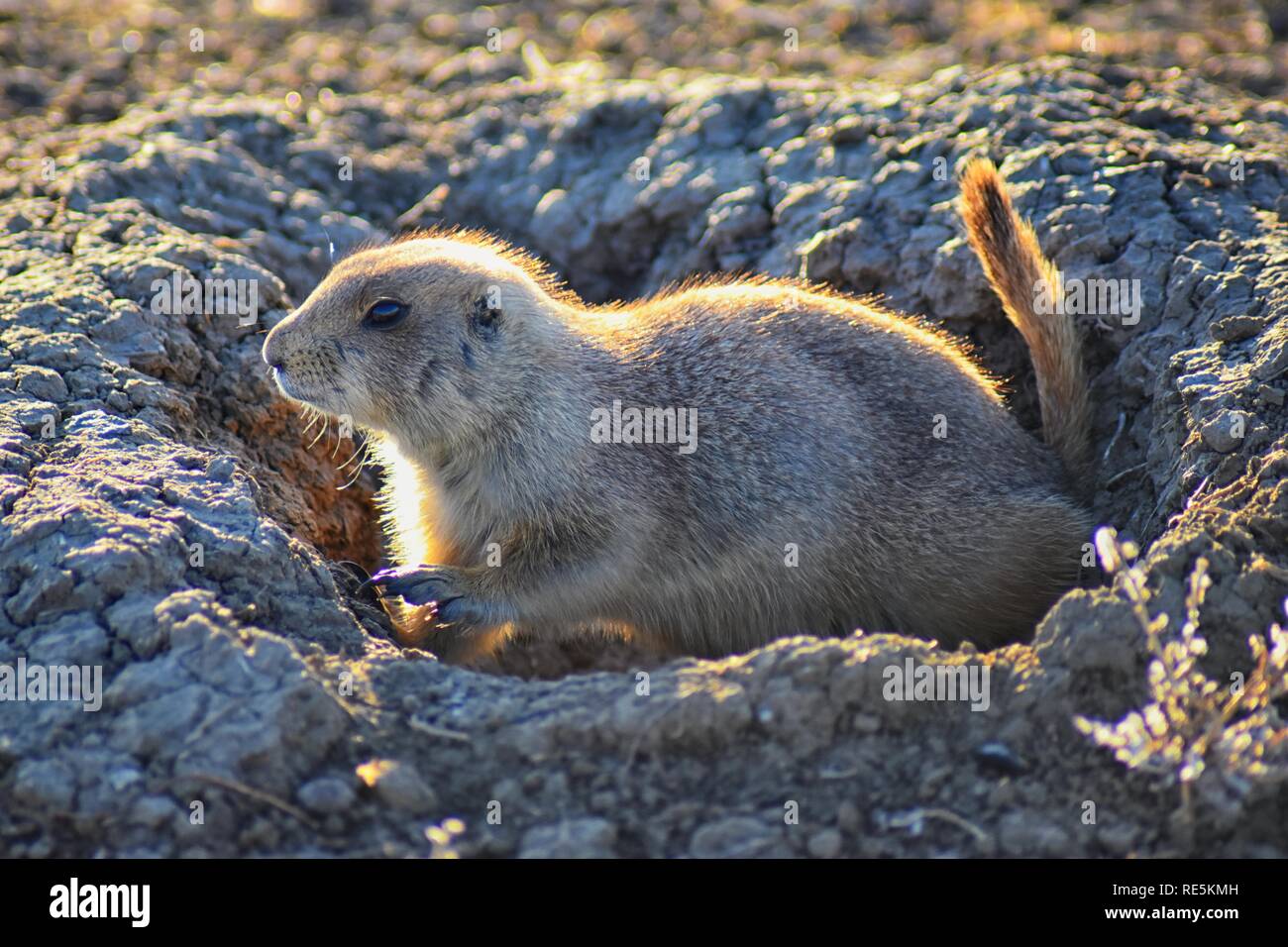 Prairie Dog (genus Cynomys ludovicianus) Black-Tailed in the wild ...