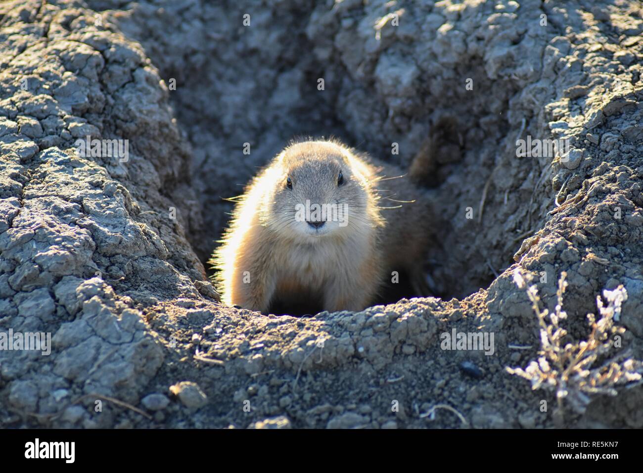 Prairie Dog (genus Cynomys ludovicianus) Black-Tailed in the wild ...