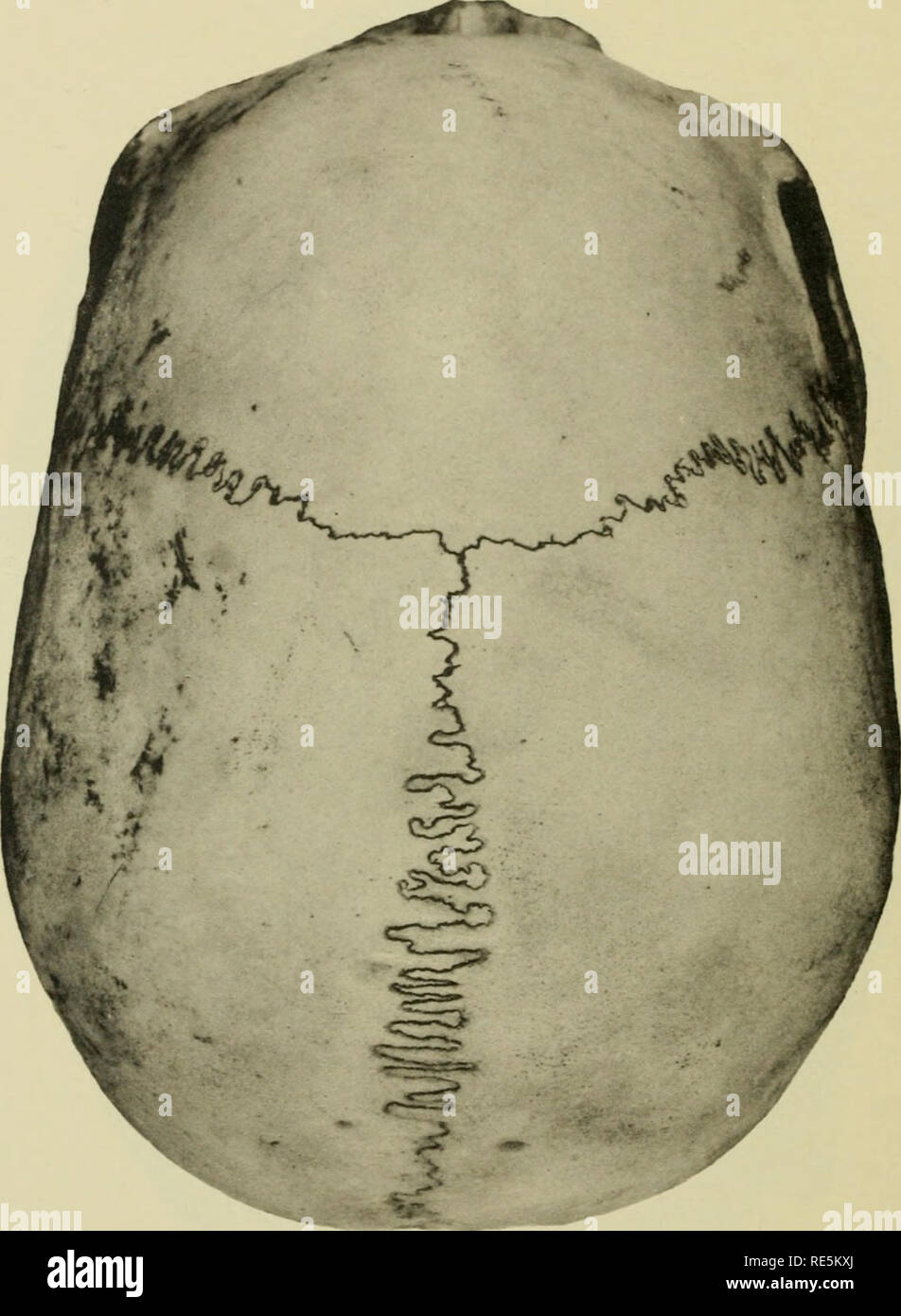 . Craniometry of New Guinea. Craniometry; Craniology -- New Guinea ...