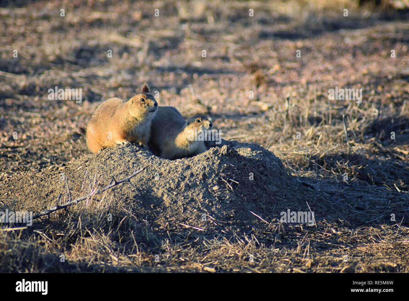 Prairie Dog (genus Cynomys ludovicianus) Black-Tailed in the wild ...