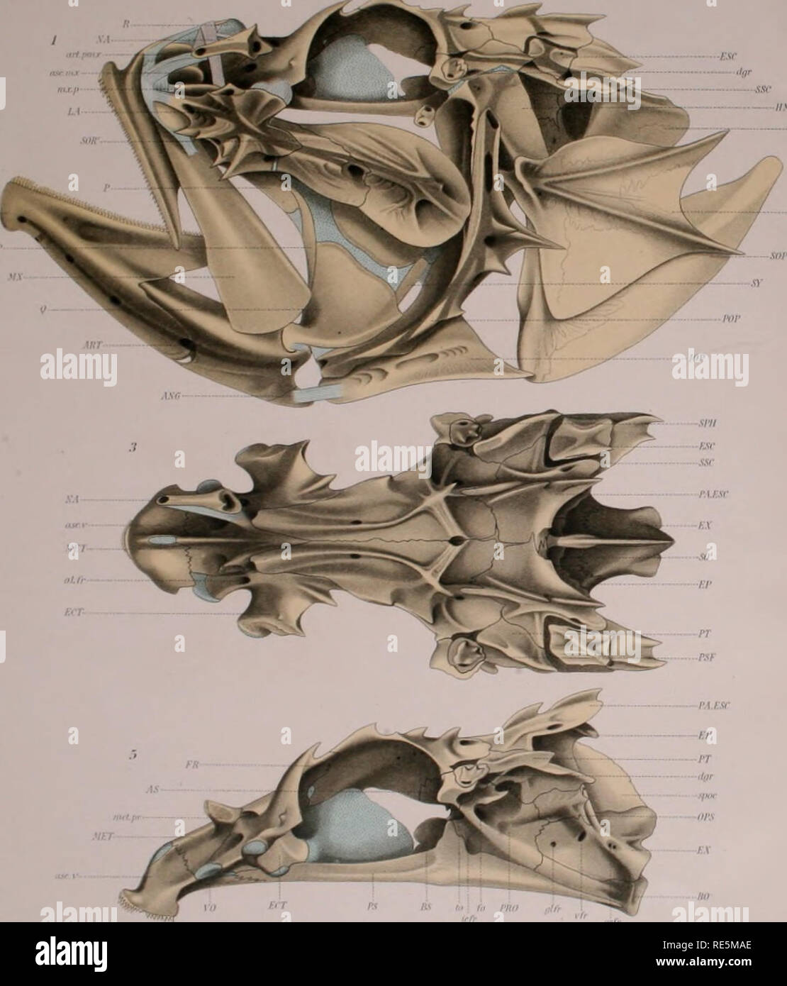 . The cranial anatomy of the mail-cheeked fishes. Skull; Fishes. Hel'1 ...