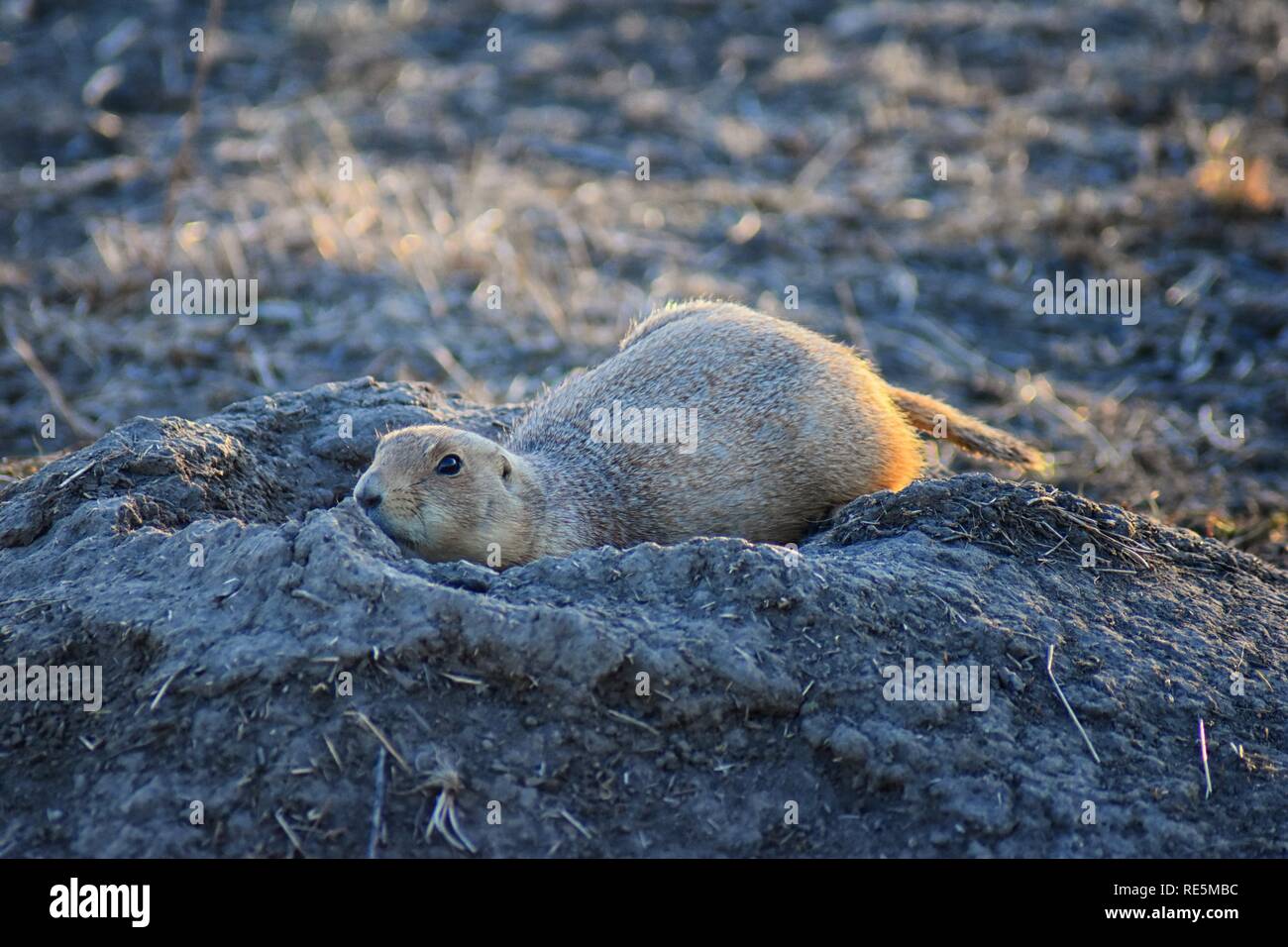 Prairie Dog Ecosystem