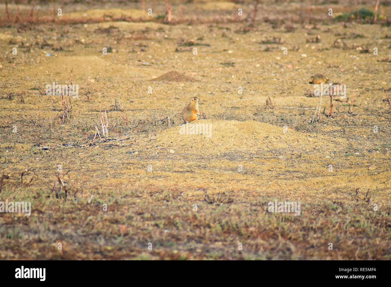 Prairie Dog (genus Cynomys ludovicianus) Black-Tailed in the wild ...