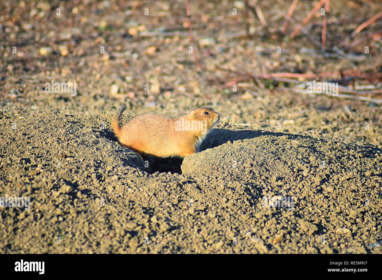 Prairie Dog (genus Cynomys ludovicianus) Black-Tailed in the wild ...