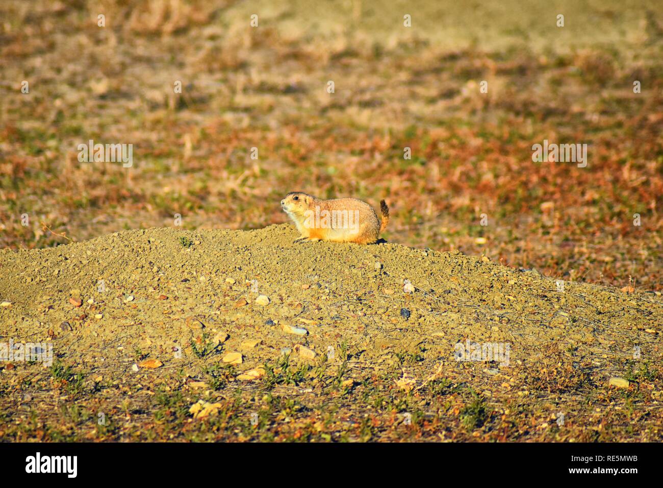 Prairie Dog (genus Cynomys ludovicianus) Black-Tailed in the wild ...