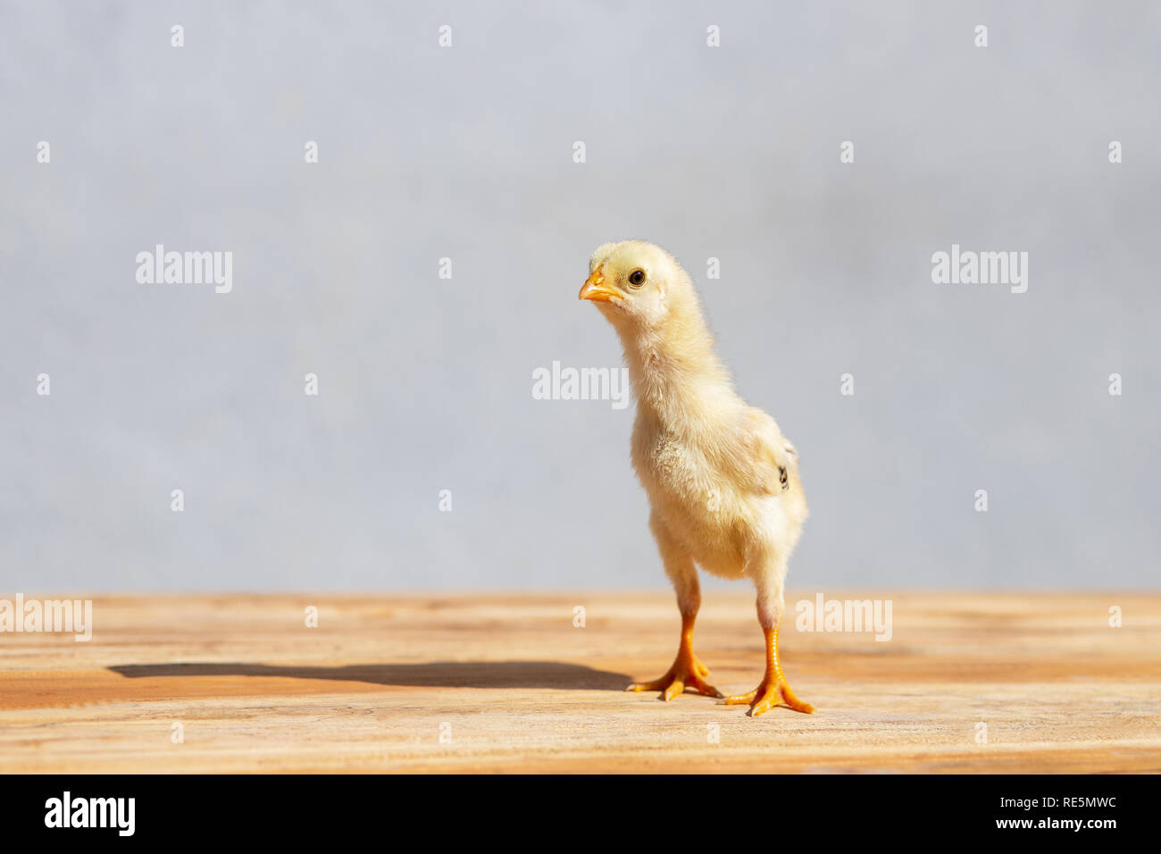 Concrete bird table hi-res stock photography and images - Alamy