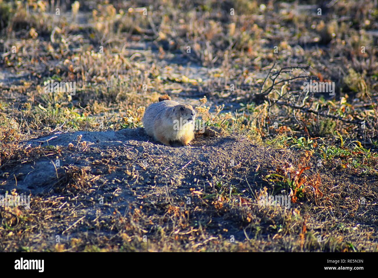 Prairie Dog (genus Cynomys ludovicianus) Black-Tailed in the wild ...