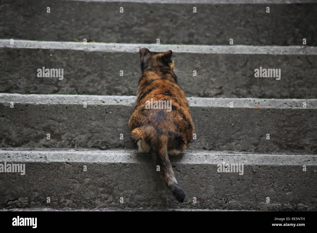 angry cat face Stock Photo - Alamy