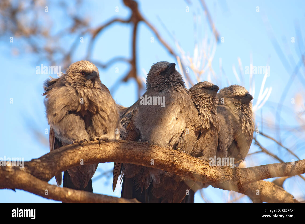 Apostle Birds, Mungo National Park, New South Wales, Australia Stock ...