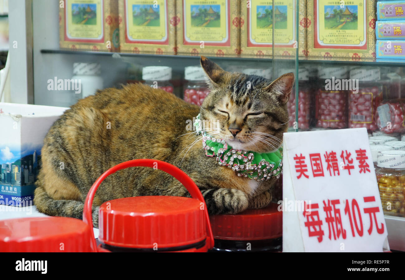 cat napping in hong kong store Stock Photo - Alamy