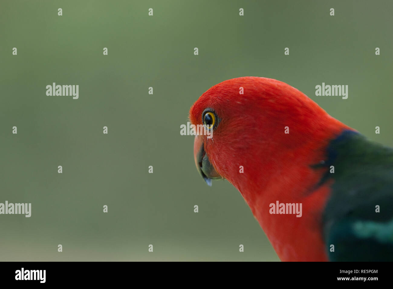 Male King Parrot Stock Photo - Alamy